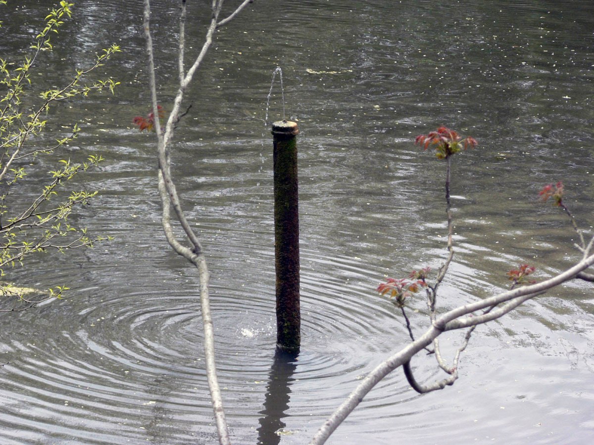 The flowing well in Anderson’s Rangeline Nature Preserve | Ted Shideler